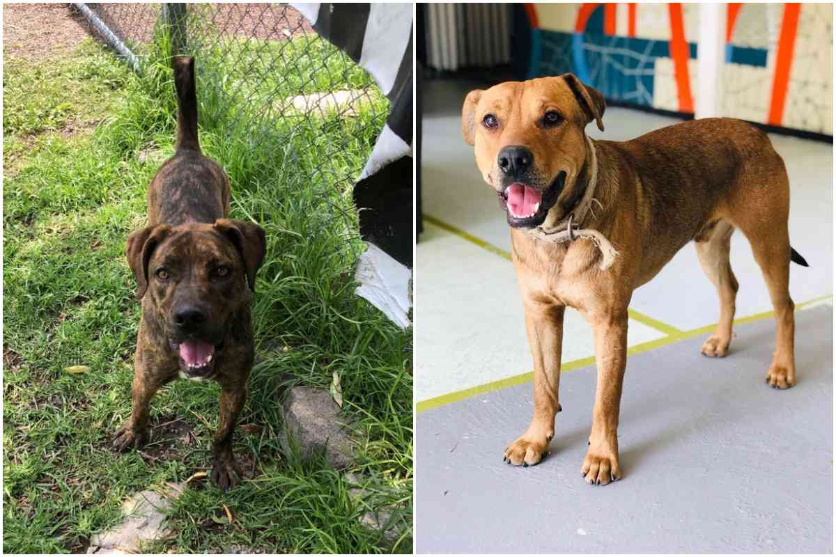 Ayuda a los perritos rescatados del Metro con el Festival Adopta un Lomito