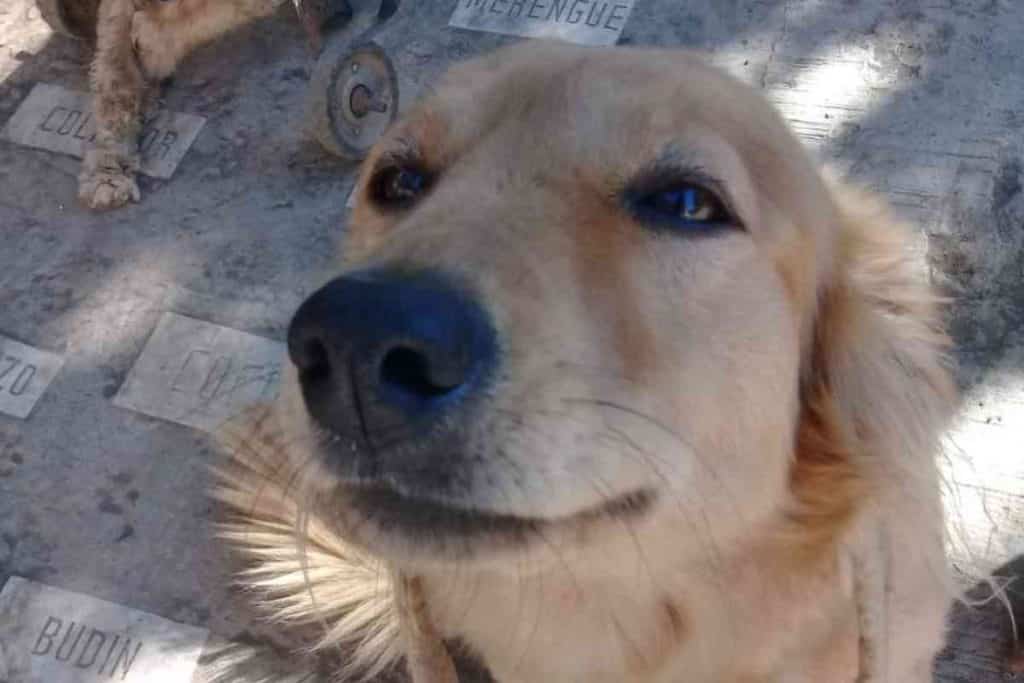 Así puedes ayudar a perros sin hogar en CDMX