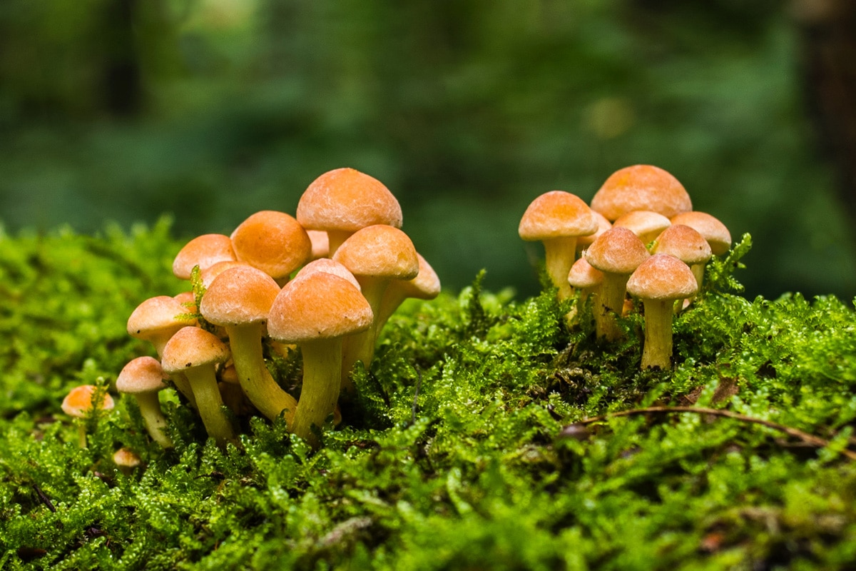 Todo sobre los hongos en la XXXII Exposición de Hongos