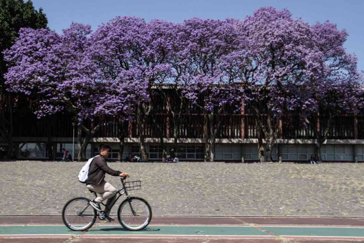 Apapacho Toluca ofrece platillos típicos del Estado de México - La ...