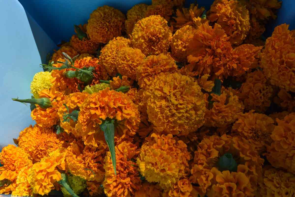 There Will Be More Than 20 Collection Centers For Cempasúchil In CDMX