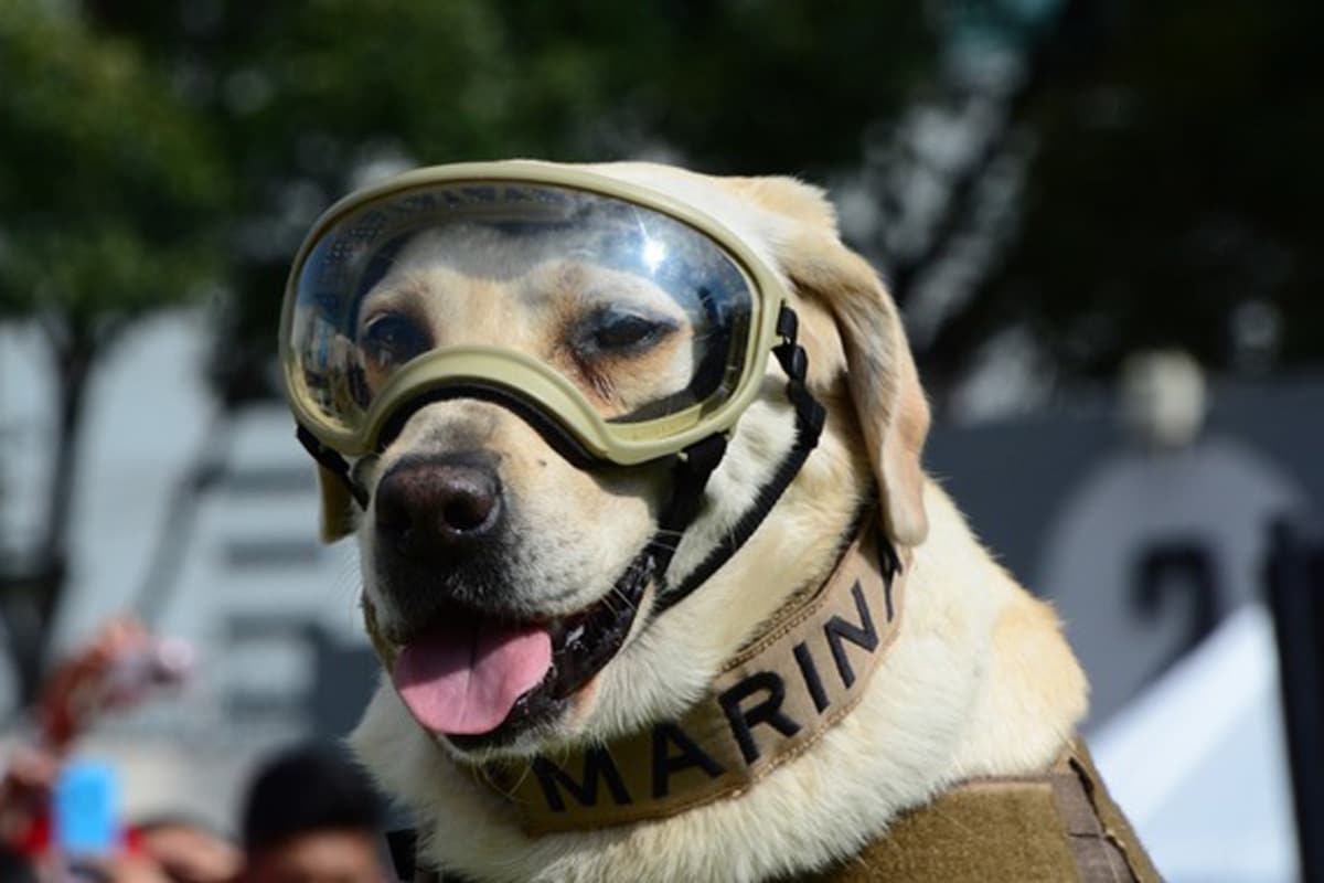 ¡Hasta siempre Frida! Fallece la querida perrita rescatista