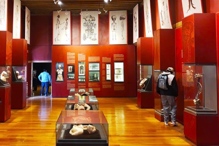 Free museums in CDMX that you must visit at least once