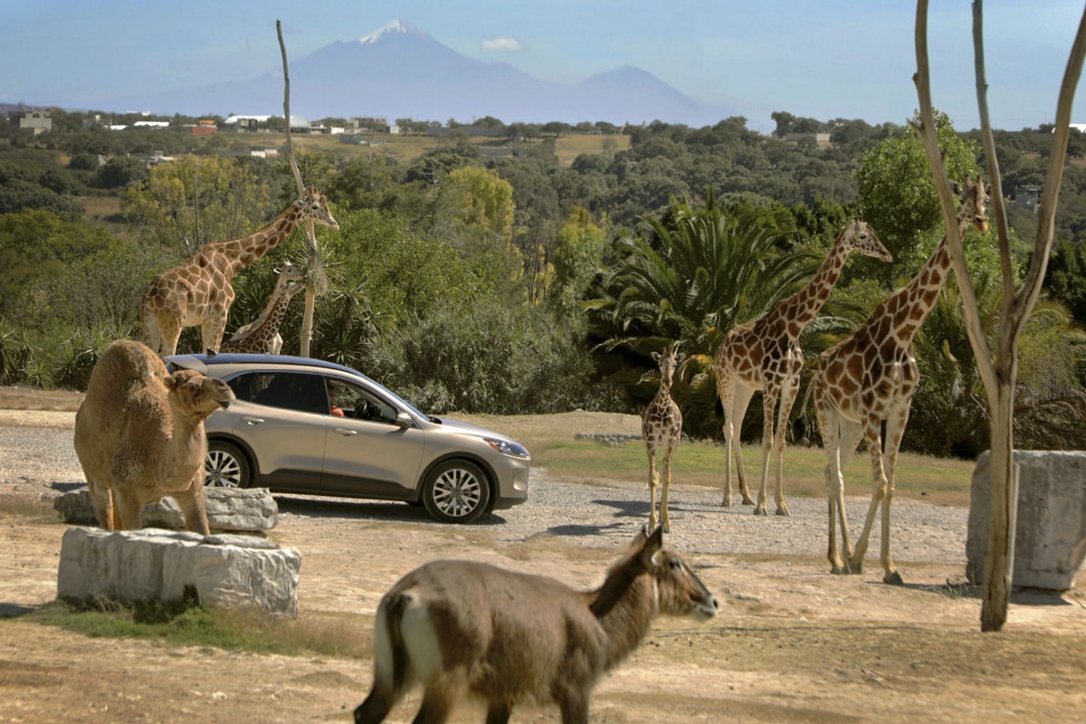 Guía infalible de Zoológicos en CDMX y alrededores