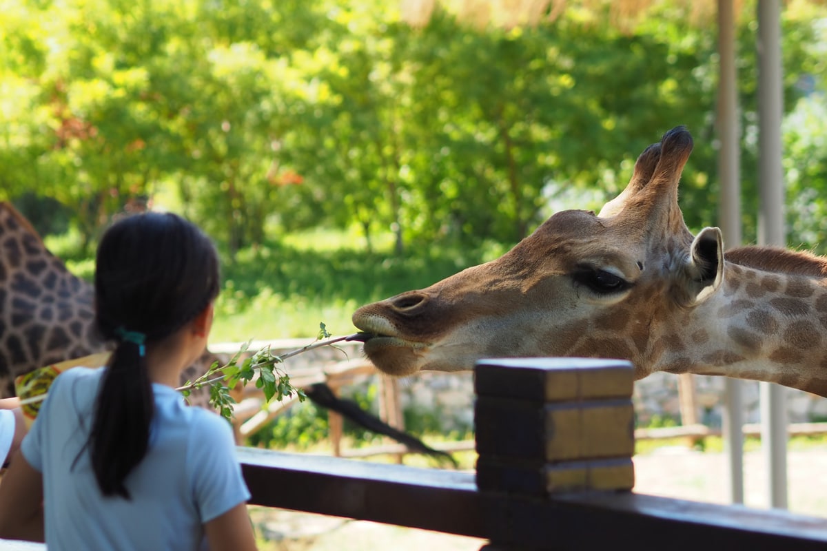 Animales Zoológico Parque Amor Zoológico: Percepción Vs Realidad