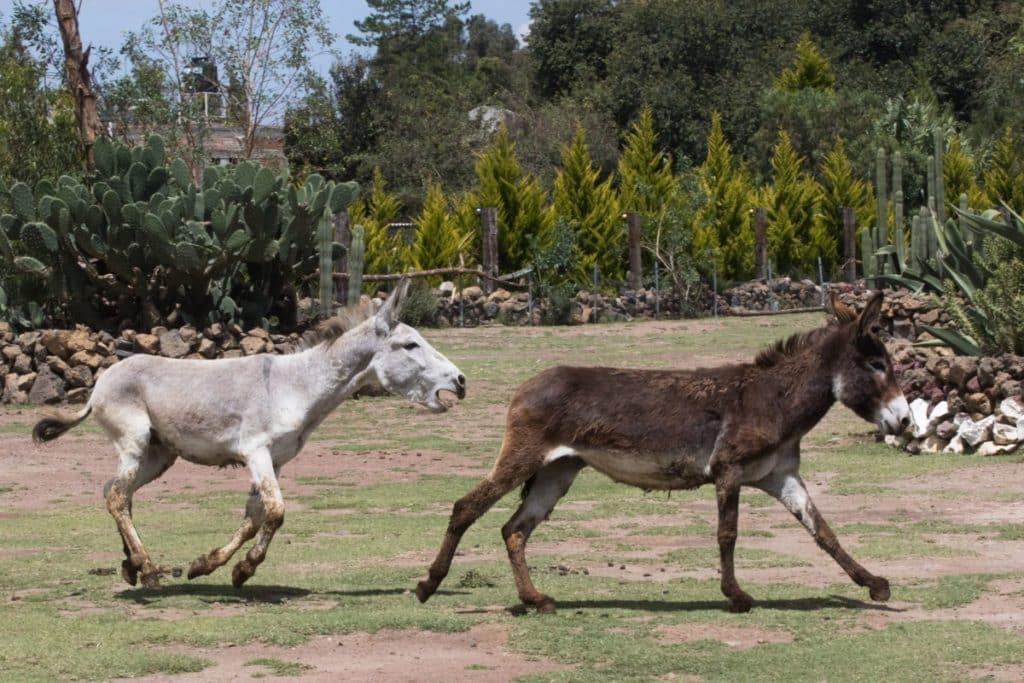 Conoce y convive con animalitos en estas granjas en CDMX