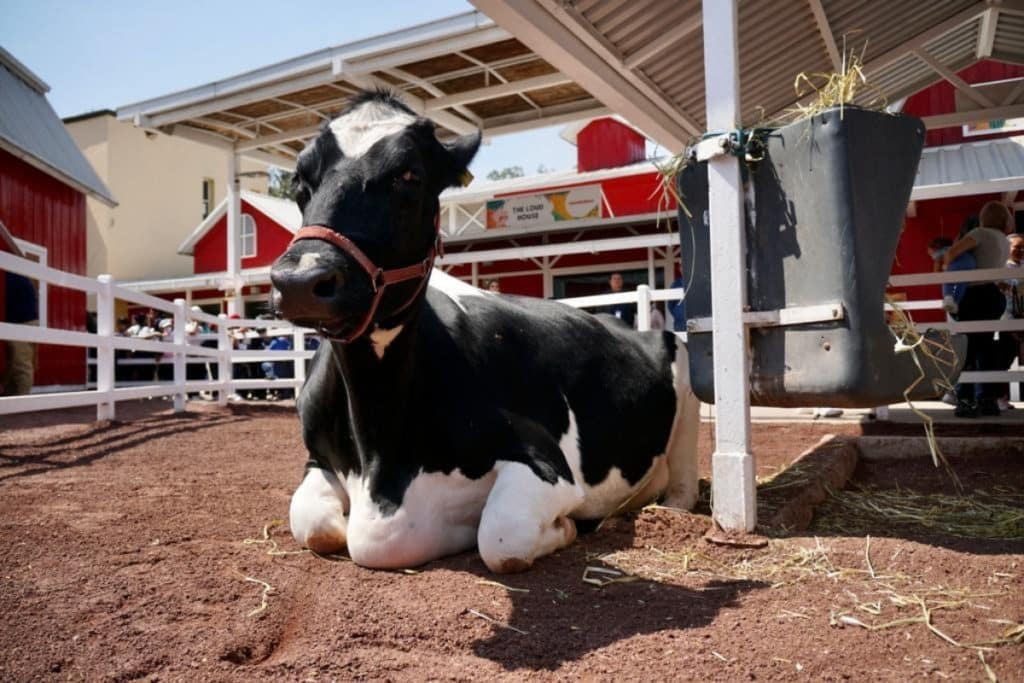 Conoce y convive con animalitos en estas granjas en CDMX