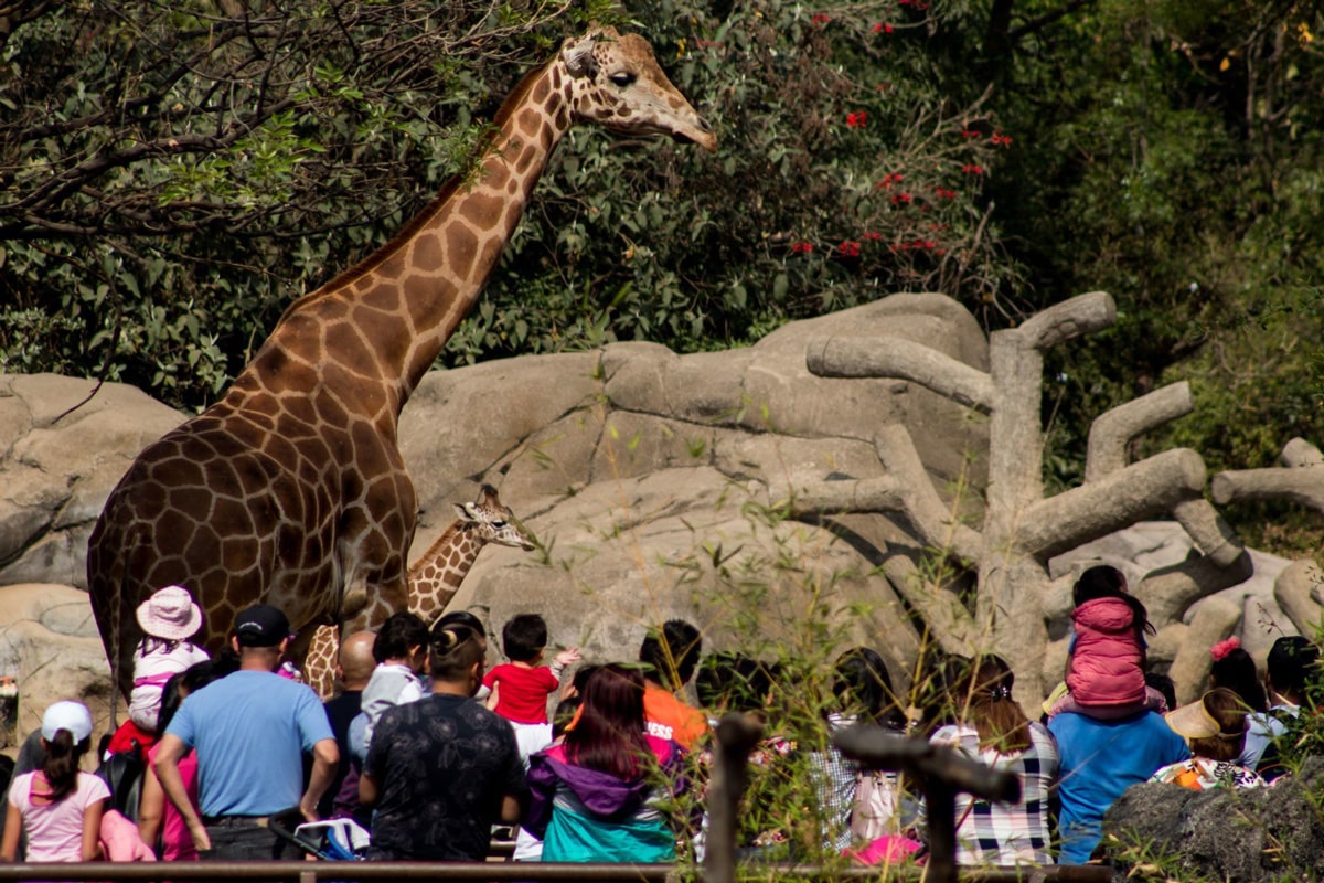 Guía infalible de Zoológicos en CDMX y alrededores