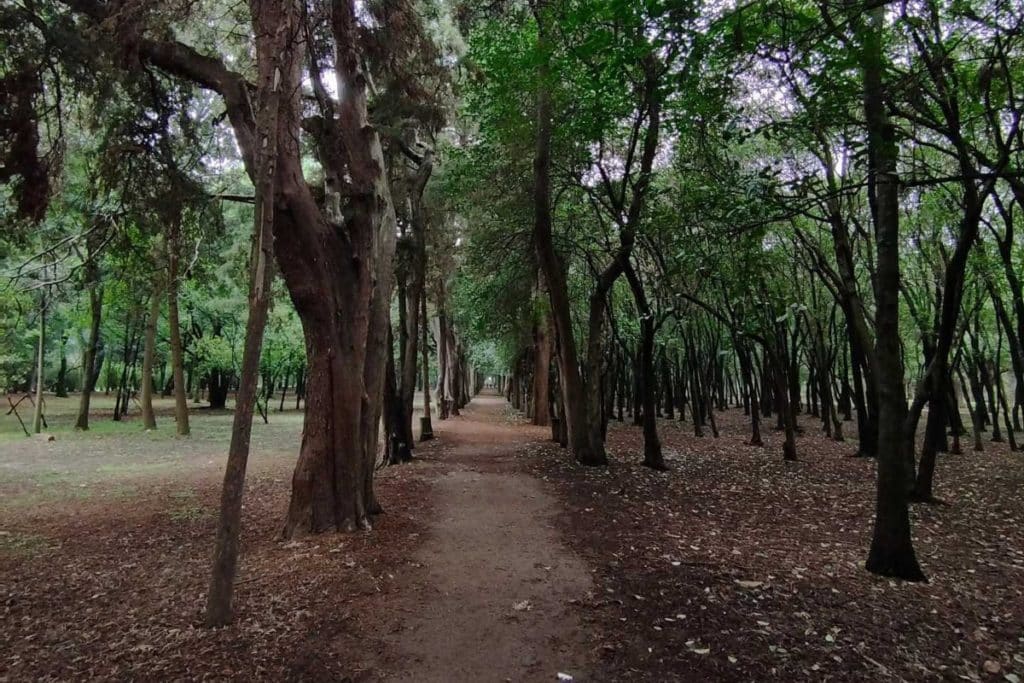 ¿Los has visitado? Conoce los 8 parques más bonitos de CDMX