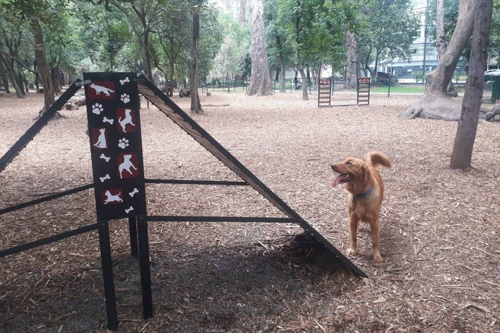 Los mejores parques para perros en CDMX ¡invita a tu peludo!