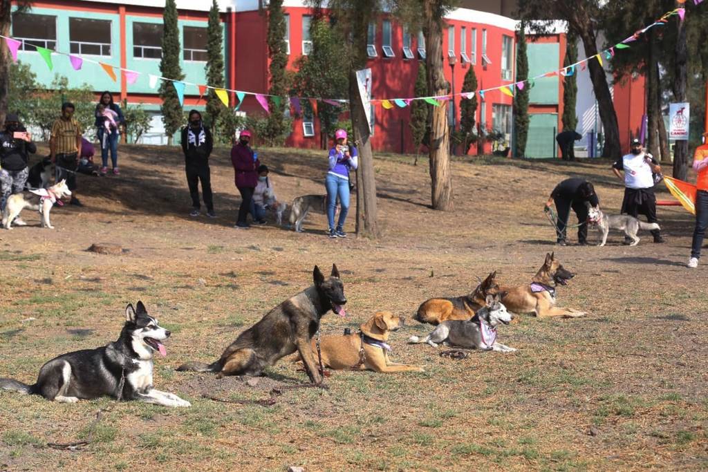 Los mejores parques para perros en CDMX ¡invita a tu peludo!