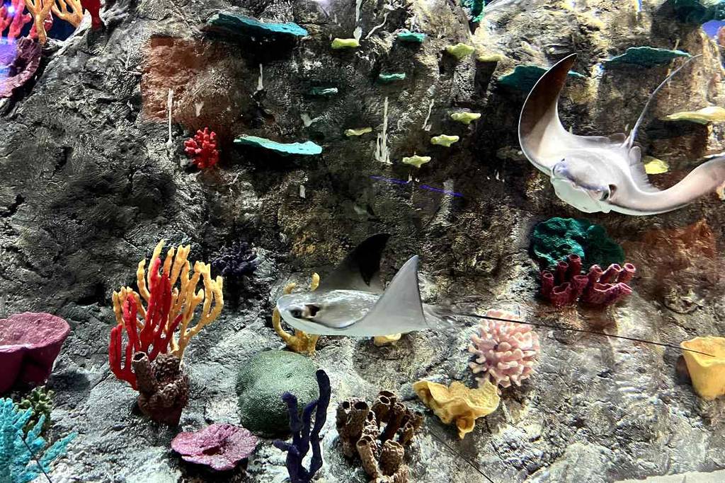 ¡Ya puedes visitar el Acuario Michin en la CDMX!