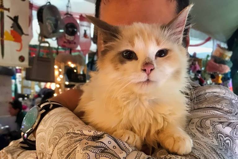 What to do in CDMX in April 2025: not-to-be-missed plans