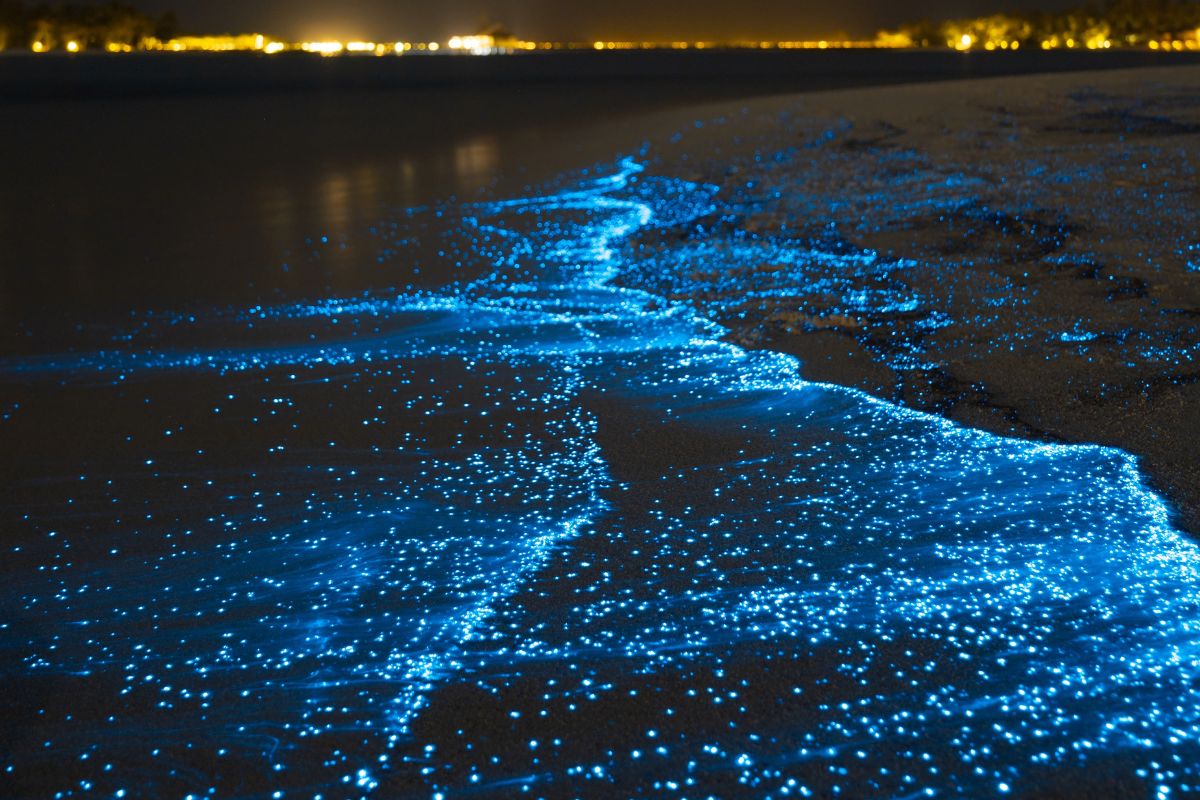 This Is The Bioluminescent Beach That Is Closest To CDMX