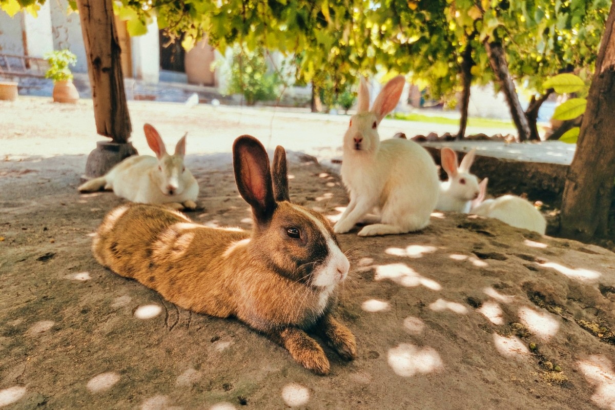 Un evento de conejos gigantes en CDMX ¡Con granja didáctica!