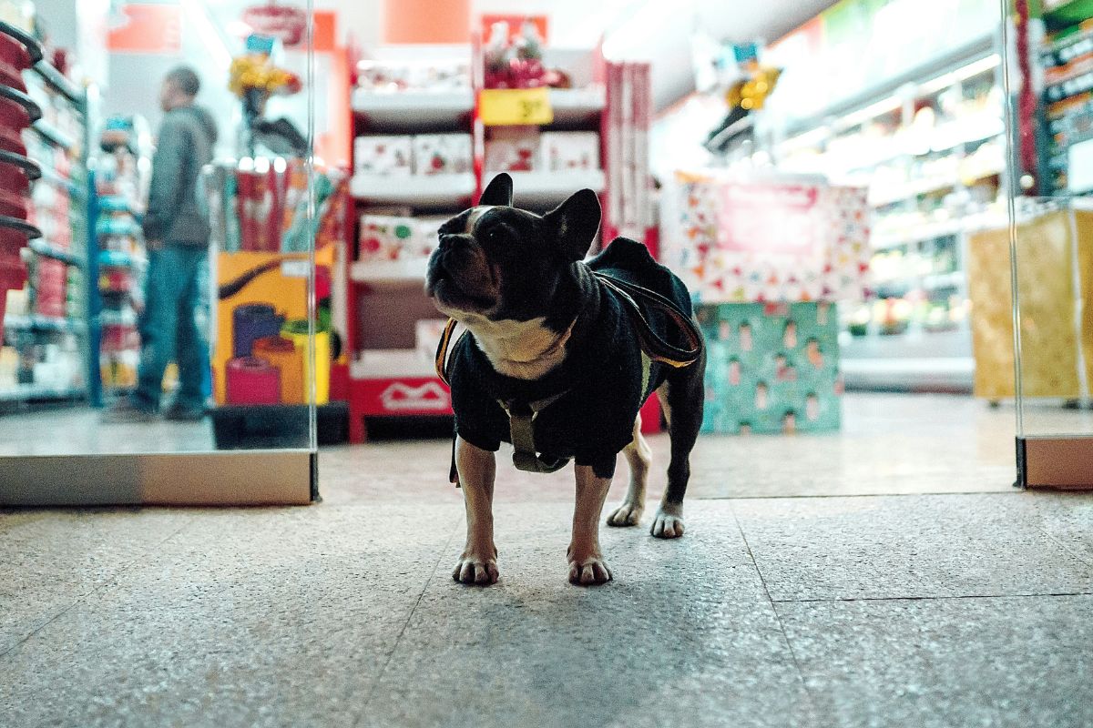 10 plazas pet friendly en CDMX ¡lleva a tu perro de compras!