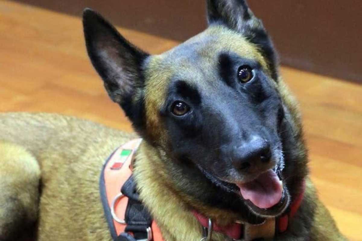 Rex, rescue dog that participated in the 19S earthquake, dies
