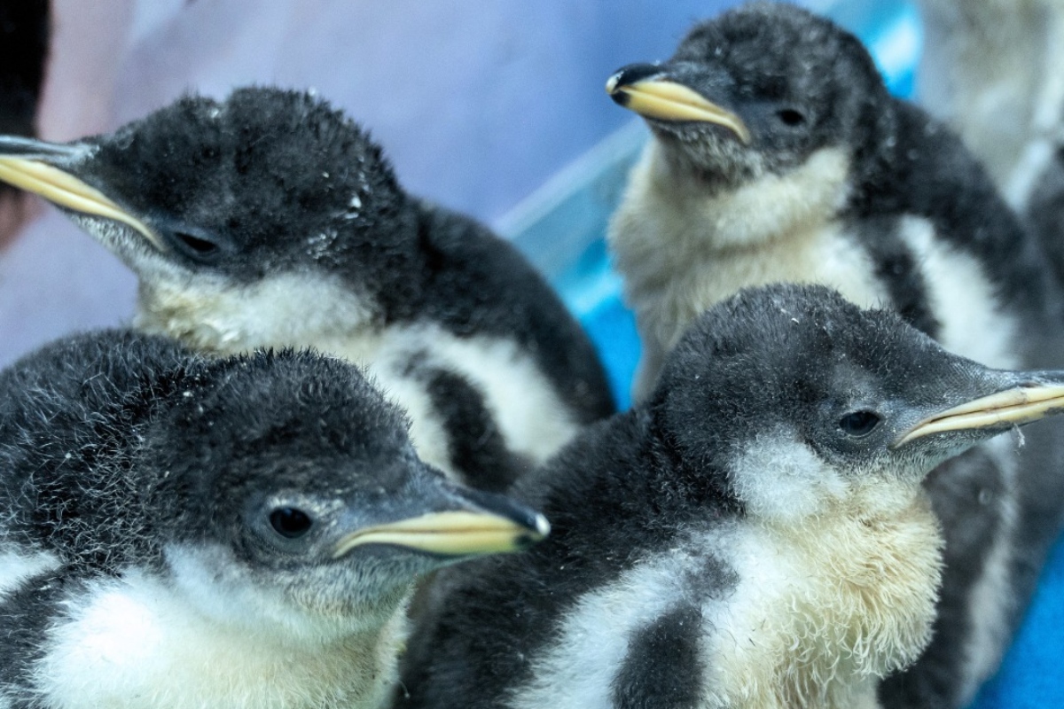 Babies in sight! There are new penguins at the Inbursa Aquarium