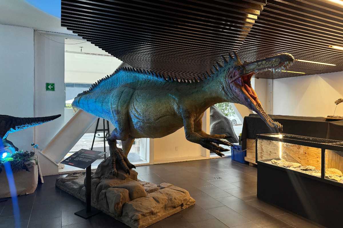 Fossils and much more in the Mexican Dinosaurs exhibit!