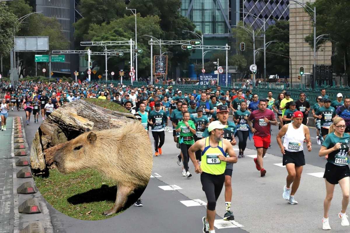 All about the capybara-themed race in CDMX