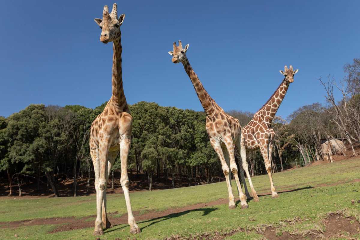 ¿Cómo llegar a Bioparque Estrella desde la CDMX? Costo y más