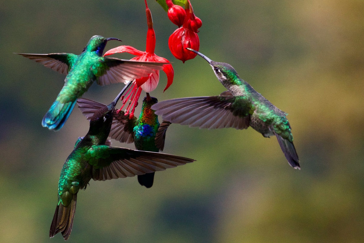 Lánzate a ver de cerca colibríes en estos recorridos gratis en la CDMX