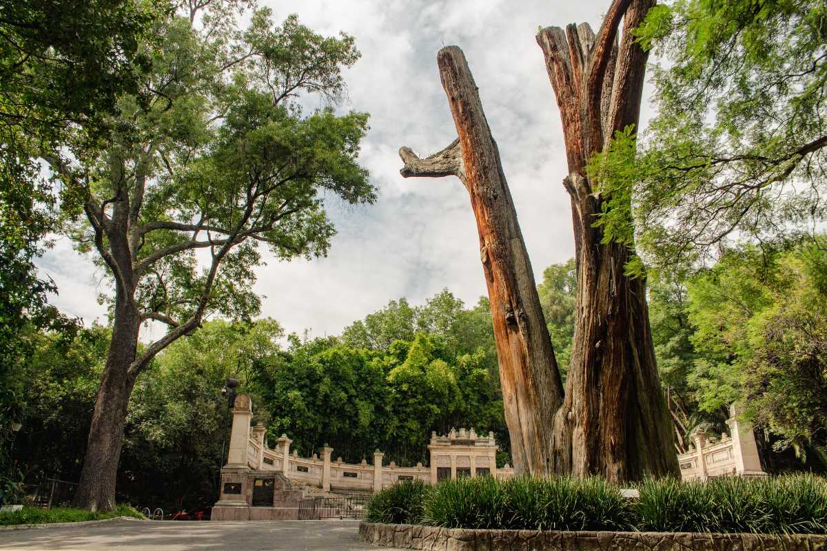 ¿Lo plantó Nezahualcóyotl? Conoce al Sargento, uno de los árboles más ...