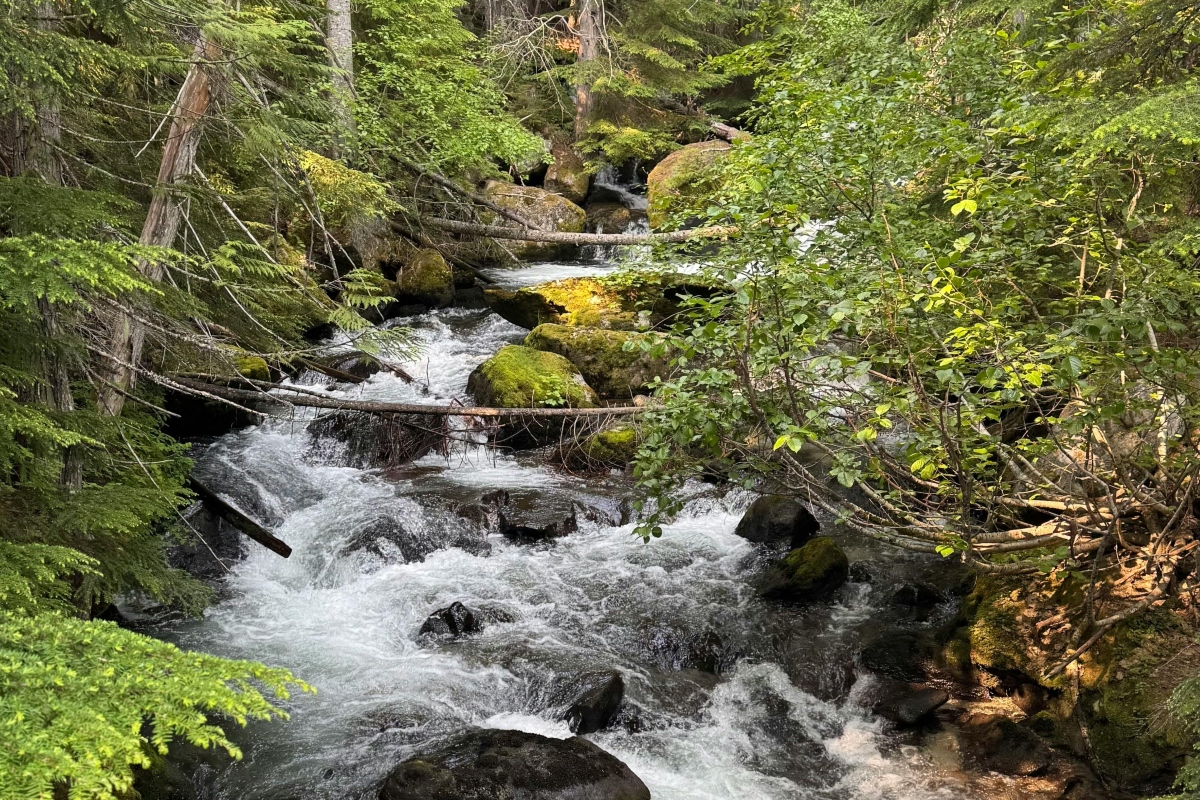 Pocos saben que este bosque mantiene con vida a la CDMX — el increíble ...