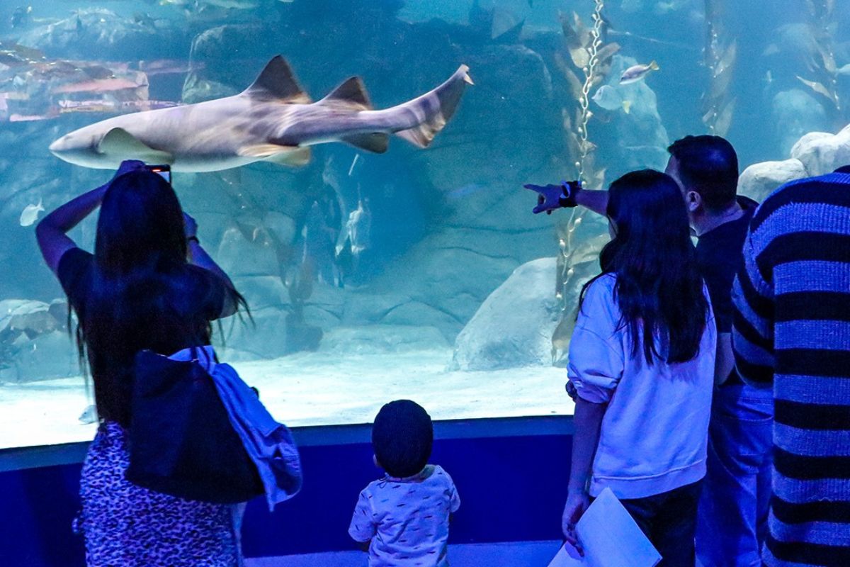 Acuario Michin lanza boletos en $99 este verano: precios especiales ...