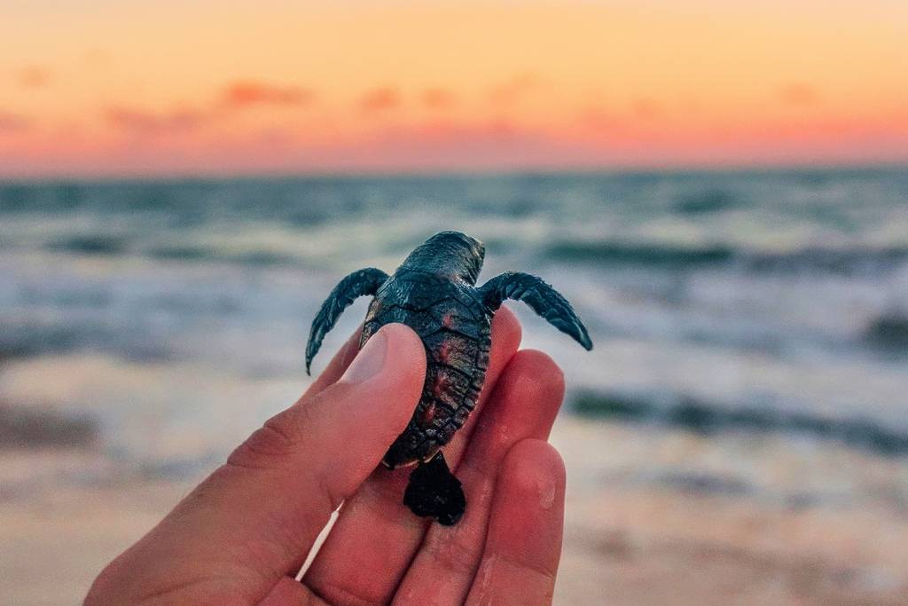 This summer there is an all-inclusive camp on the beach to see baby ...