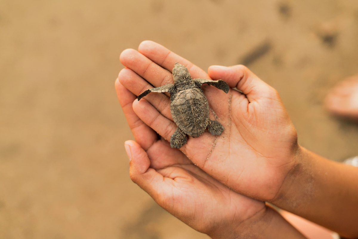 This summer there is an all-inclusive camp on the beach to see baby ...