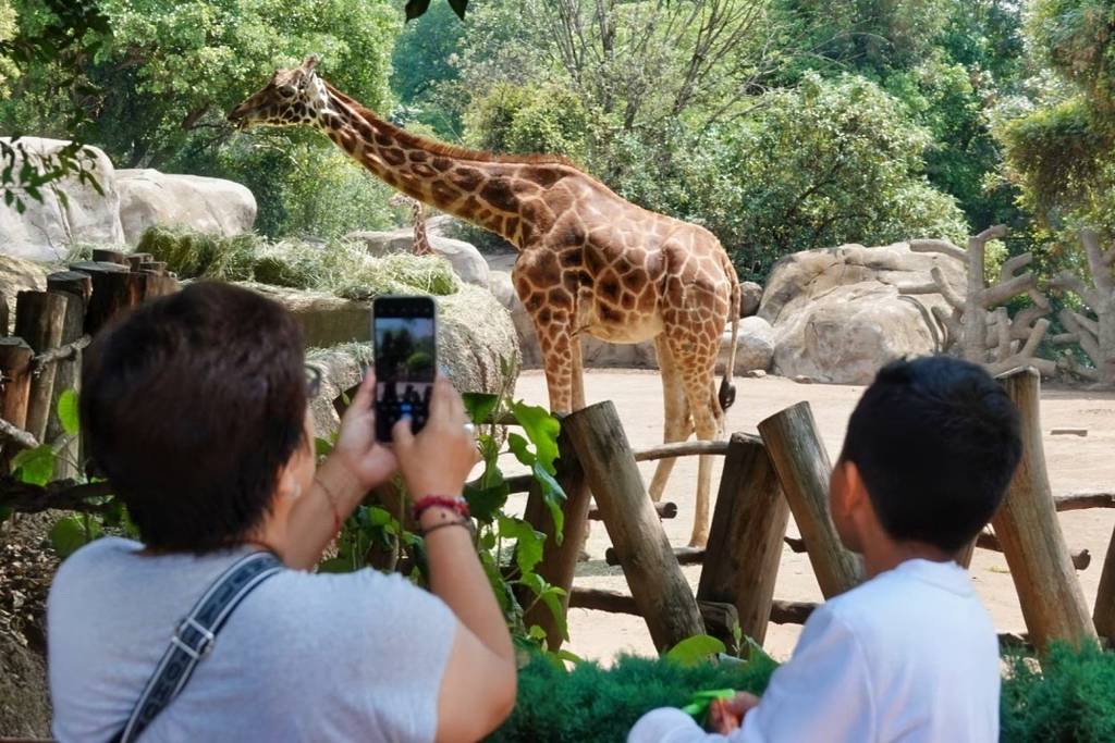 Curso de verano en el Zoológico de Chapultepec 2025: la experiencia salvaje y gratuita que tus ...