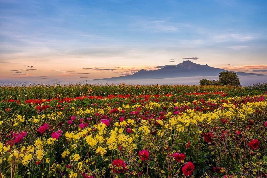 This is the dahlia field in Huamantla that looks like something out of a dream
