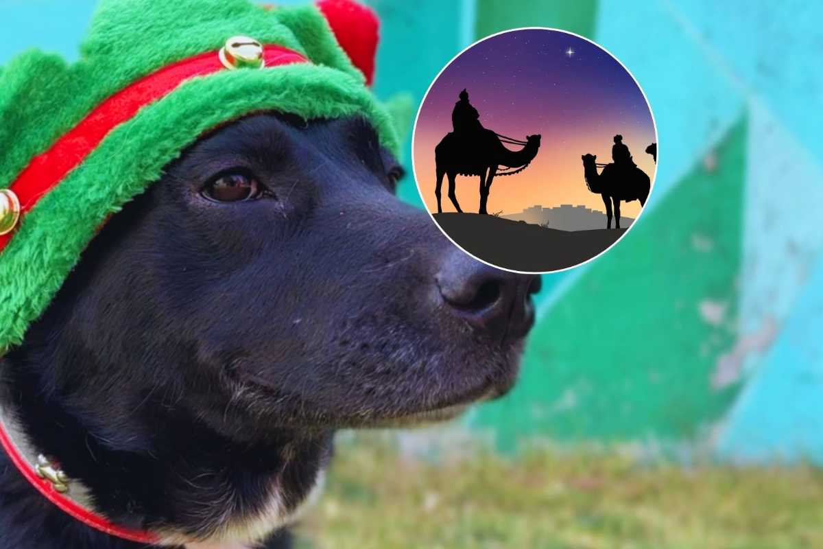 Perritos rescatados del Metro te ayudarán a entregarle tu carta a los ...