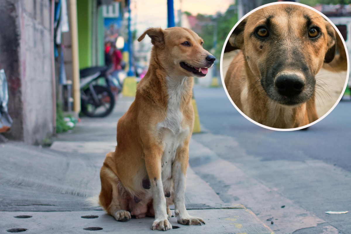 Do you have a “Caramelo” dog at home? This Mexican little guy has now ...