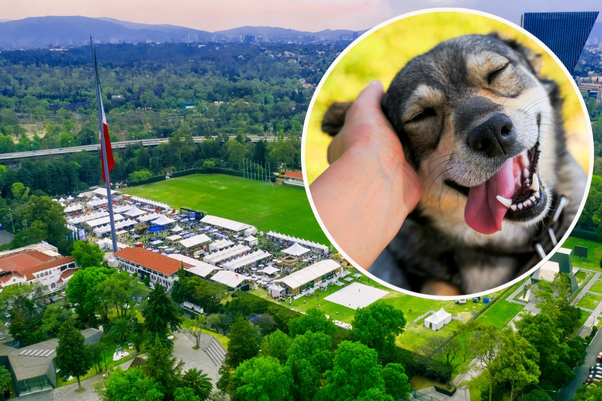 At PetFest 2026, dogs choose their owners: this is how selective ...