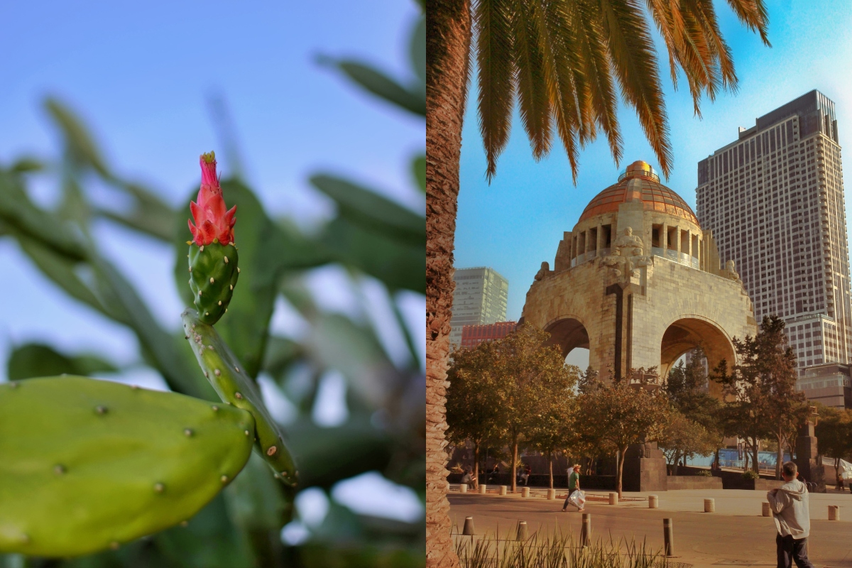 From the cactus pad to the plate: Mexico City will host a Prickly Pear ...