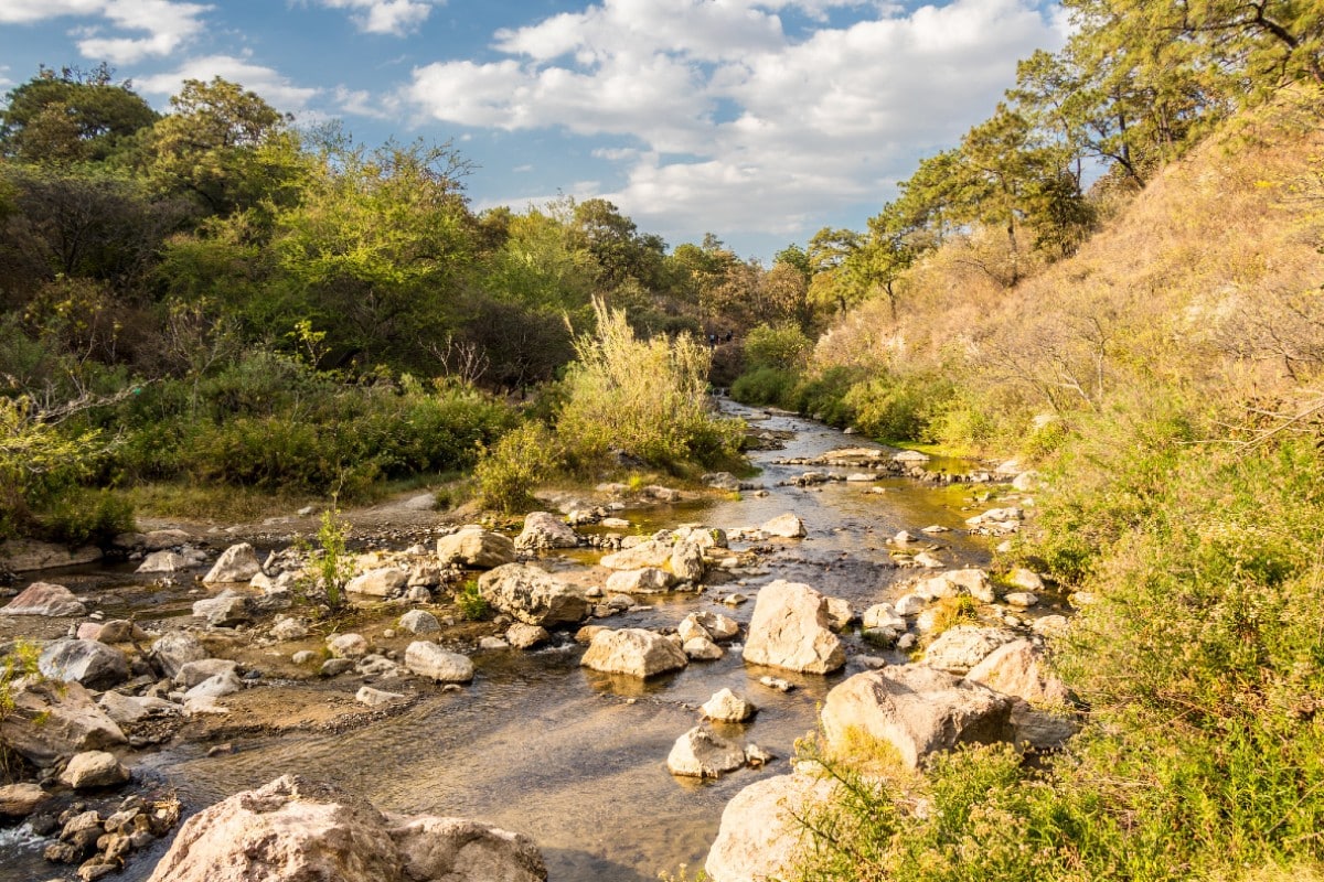 Checa esta caminata guiada por el Bosque de la Primavera, ¡es este fin!