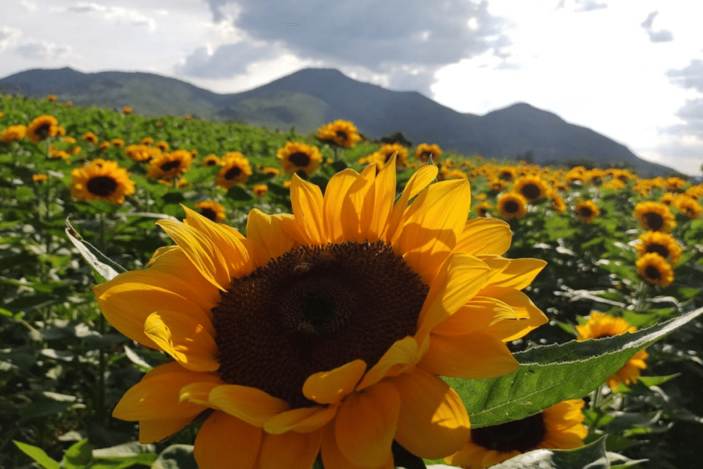Escápate a un campo de girasoles cerca de Guadalajara
