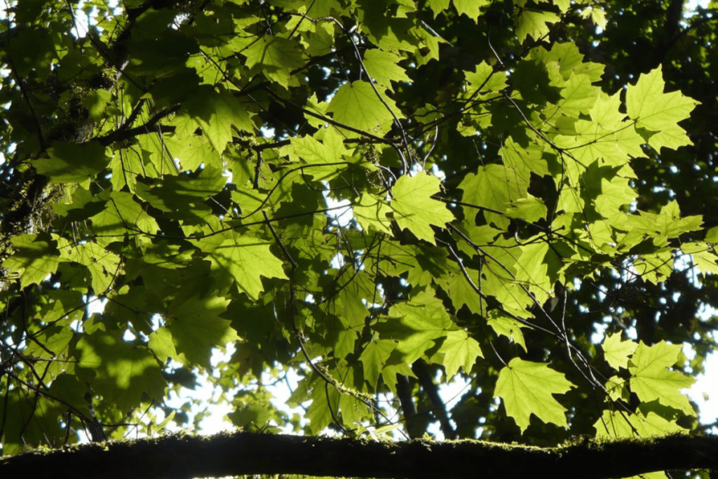 ¿Sabías que en Jalisco hay un bosque de árboles de maple?