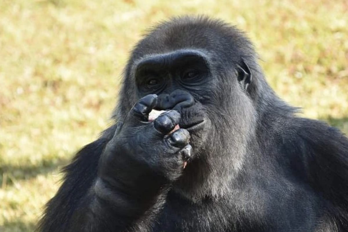 Zoológico de Guadalajara: ¡Hoy cumple 38 años Chencha!