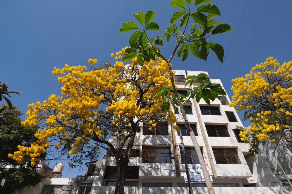Los 7 árboles que florecen en la primavera en Guadalajara
