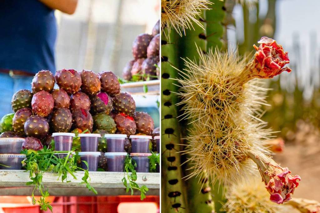 Lánzate a la Feria de la Pitaya de Techaluta de Montenegro