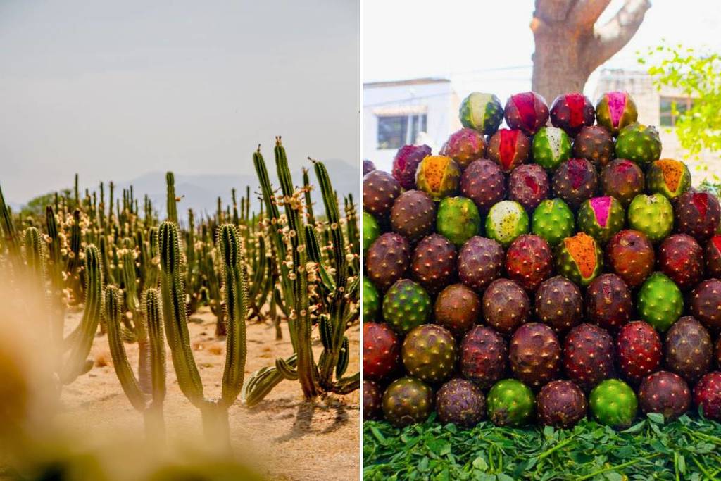 Lánzate a la Feria de la Pitaya de Techaluta de Montenegro