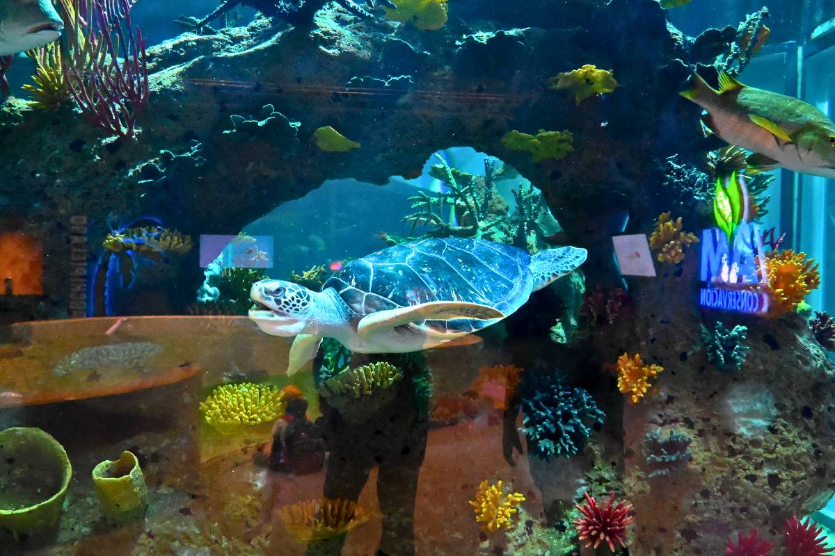 5 cosas que nos gustaron de la remodelación del Acuario Michin