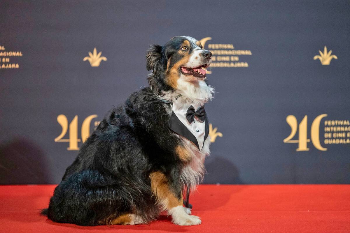 Conoce la historia de Totopo, el perrito de la Cineteca que conquistó ...