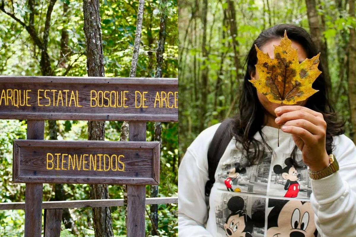 No es Canadá, es Jalisco — así es el bosque de maple cerca de ...