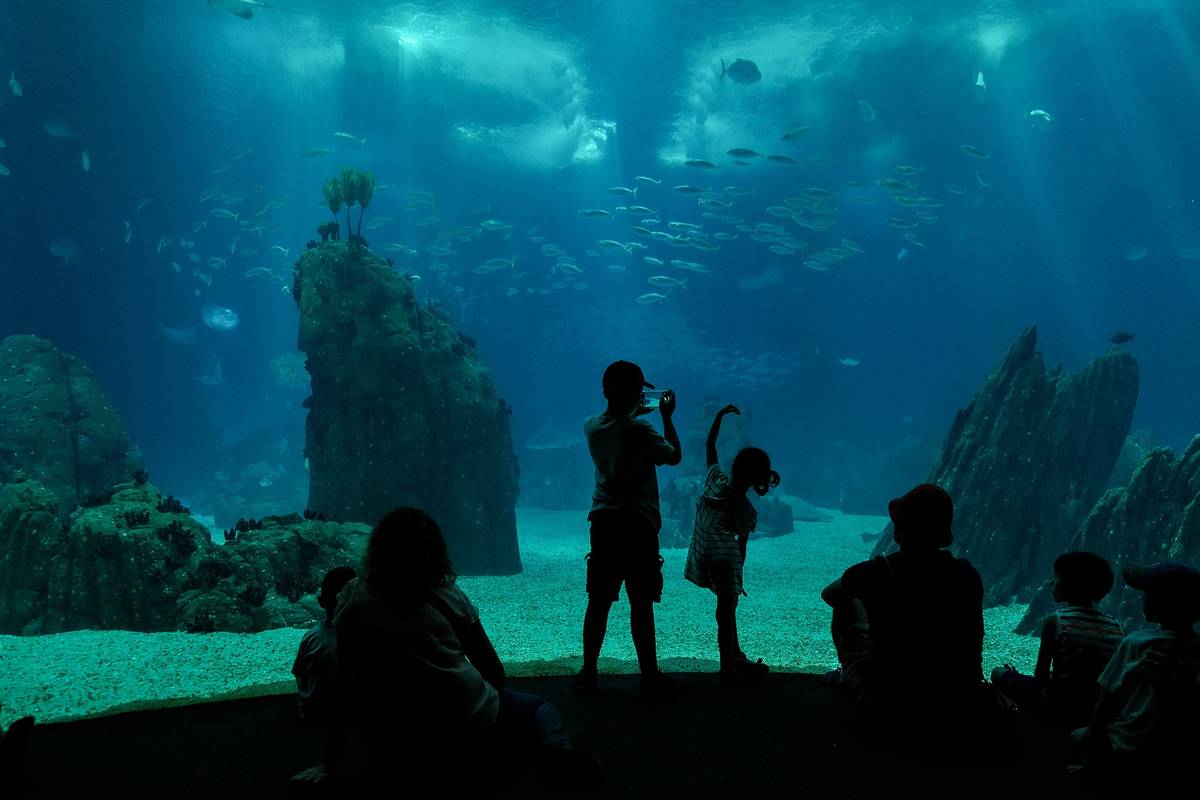 Aquariums in Lisbon that have been entertaining families for generations
