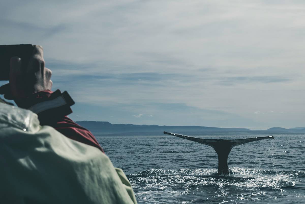 Fin Whales In Lisbon: Group Of Six Animals Sighted