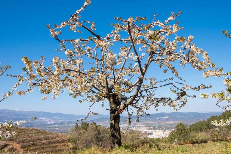 Cerejeiras em flor: viagem sobre carris com partida em Lisboa